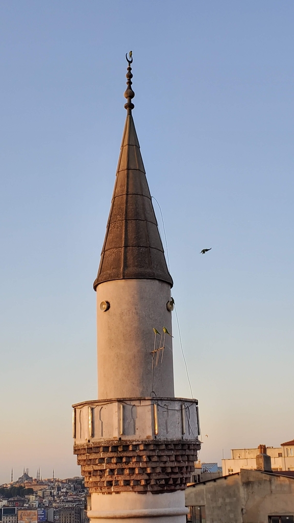 Rose-ringed Parakeet from Şahkulu, 34421 Beyoğlu/İstanbul, Turkey on ...