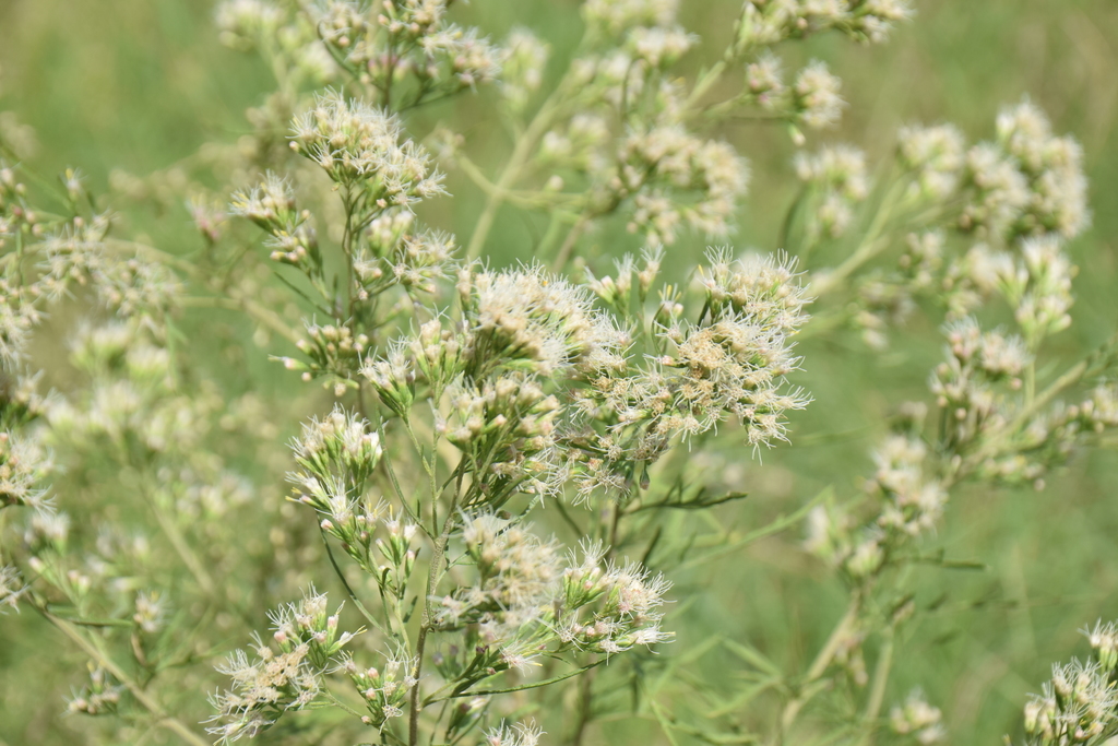Poverty Weed from Harris, Texas, United States on October 24, 2019 at ...