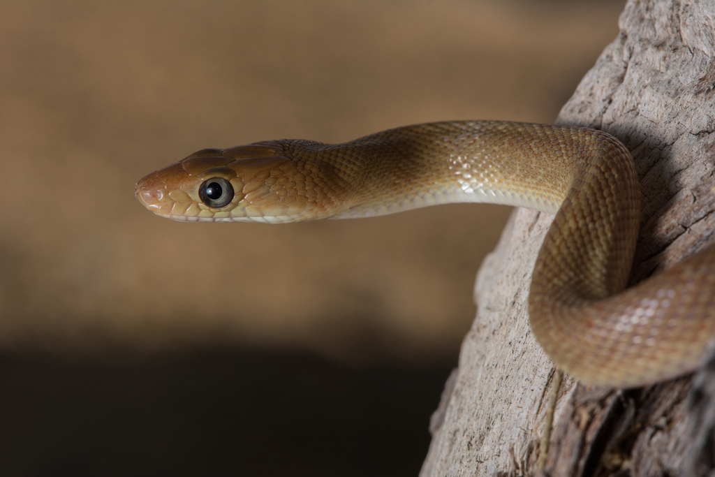 Baja California Ratsnake (Bogertophis rosaliae) - Snakes and Lizards
