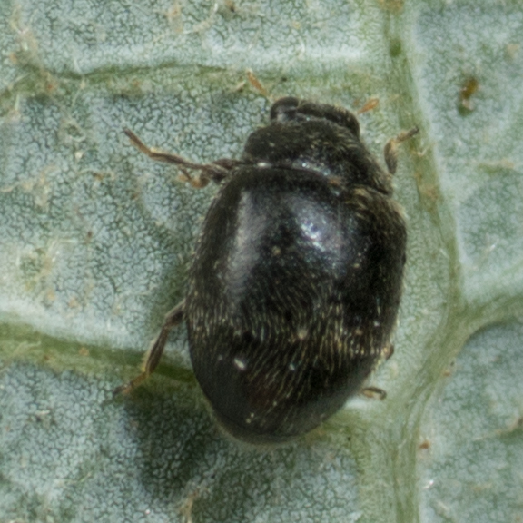 Stethorus punctum (LeConte, 1852)