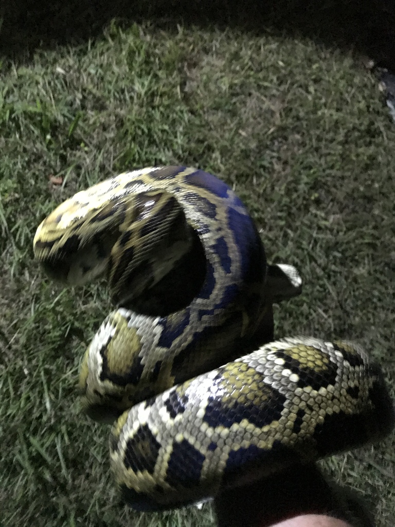 Burmese Python from Everglades National Park, FL, US on November 5 ...