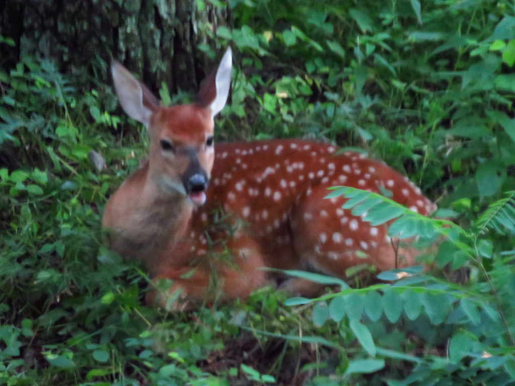 White-tailed Deer from McDowell County, NC, USA on August 9, 2025 by ...