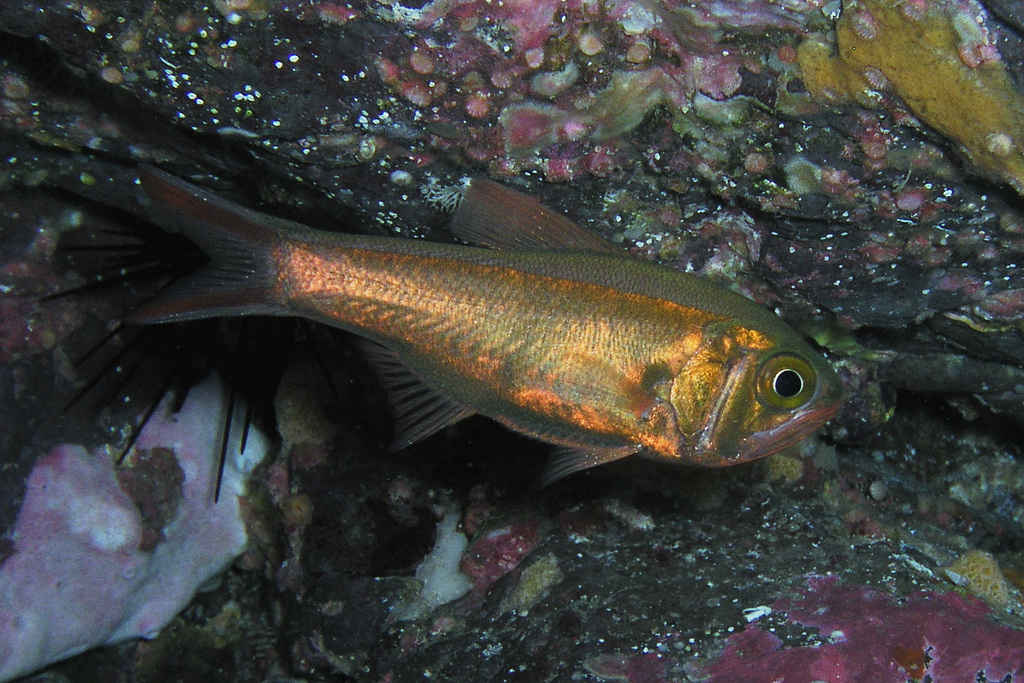 Violet Roughy (Optivus agastos) - Marine Life Identification