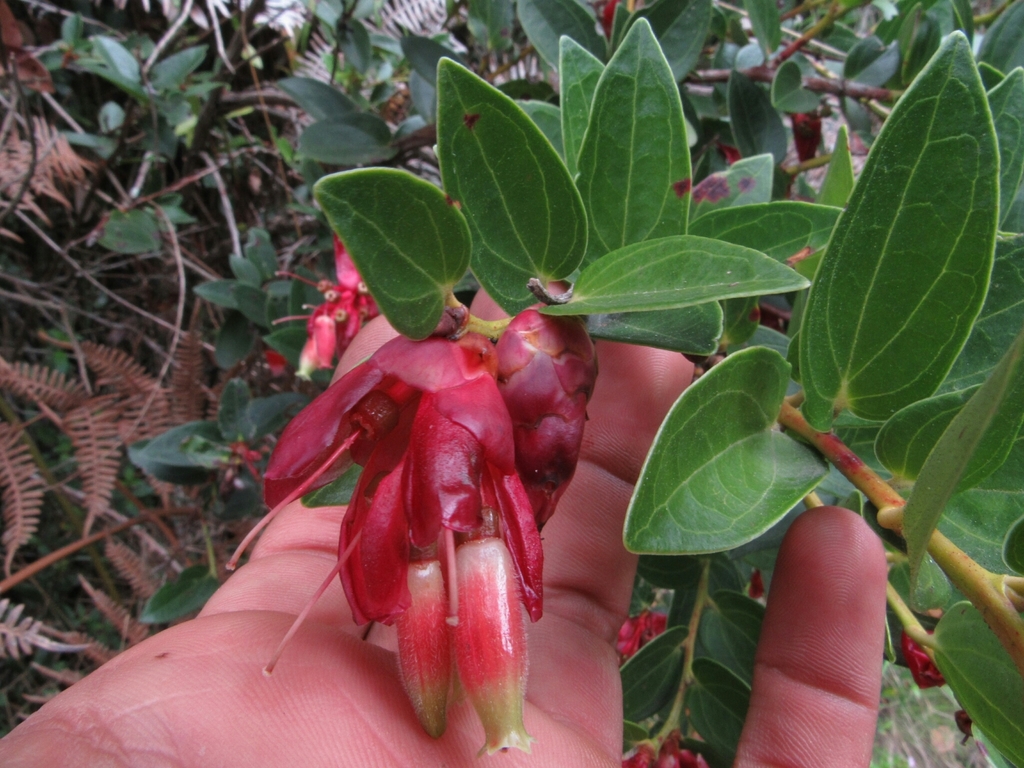 Mountain Grape from Chía, Cundinamarca, Colombia on June 19, 2019 at 04 ...