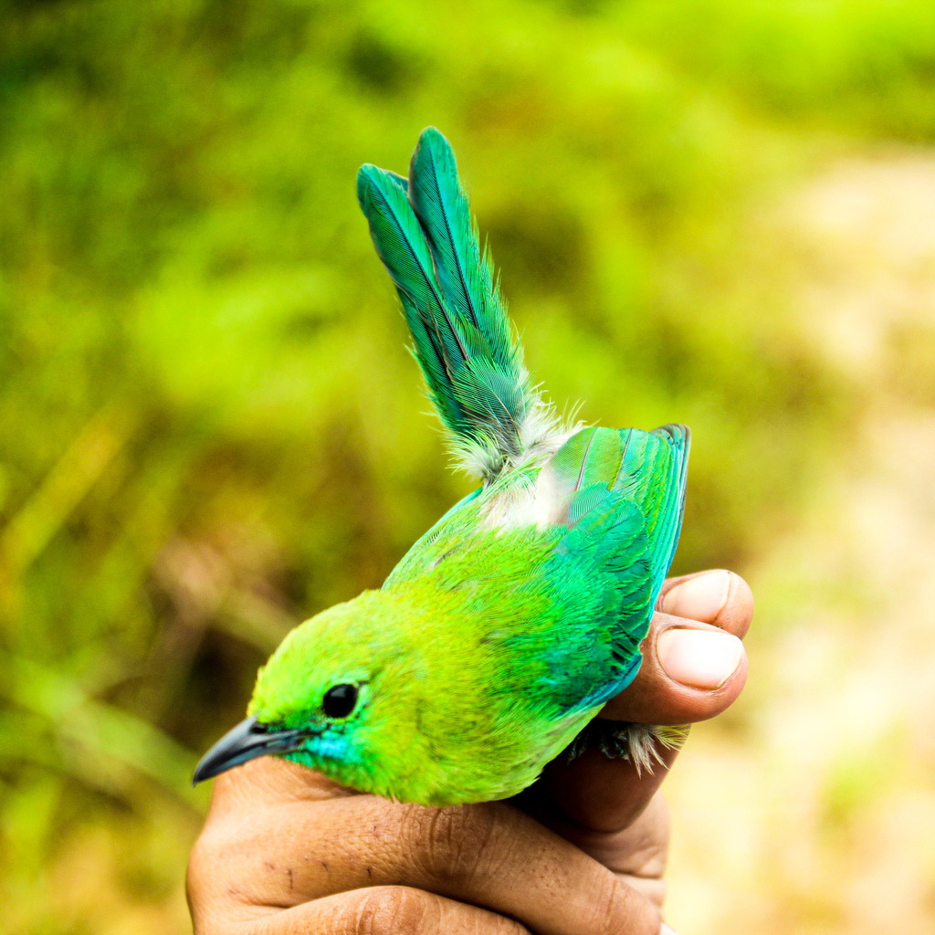 Blue-winged Leafbird in January 2018 by ZR · iNaturalist