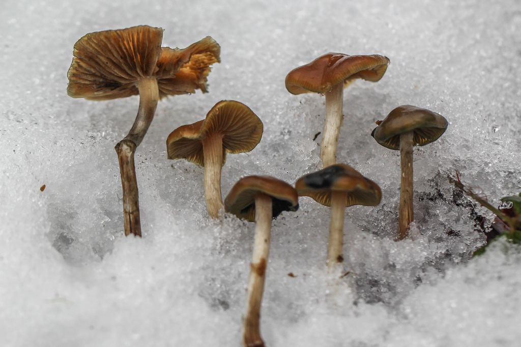 Wavy Cap in November 2017 by Caleb Brown · iNaturalist