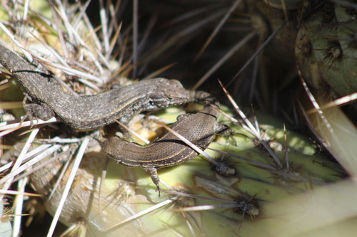 Dusky Smooth-throated Lizard (Liolaemus fuscus) - Snakes and Lizards