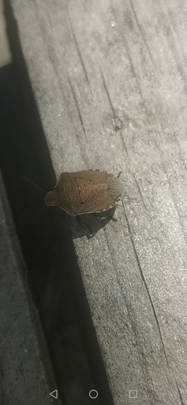 Brown shield bug from Central Otago, NZ-OT, NZ on November 03, 2019 at ...
