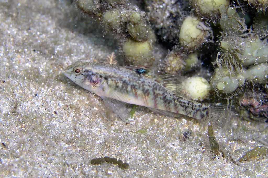Largemouth Goby (Fishes of Sydney Olympic Park) · iNaturalist