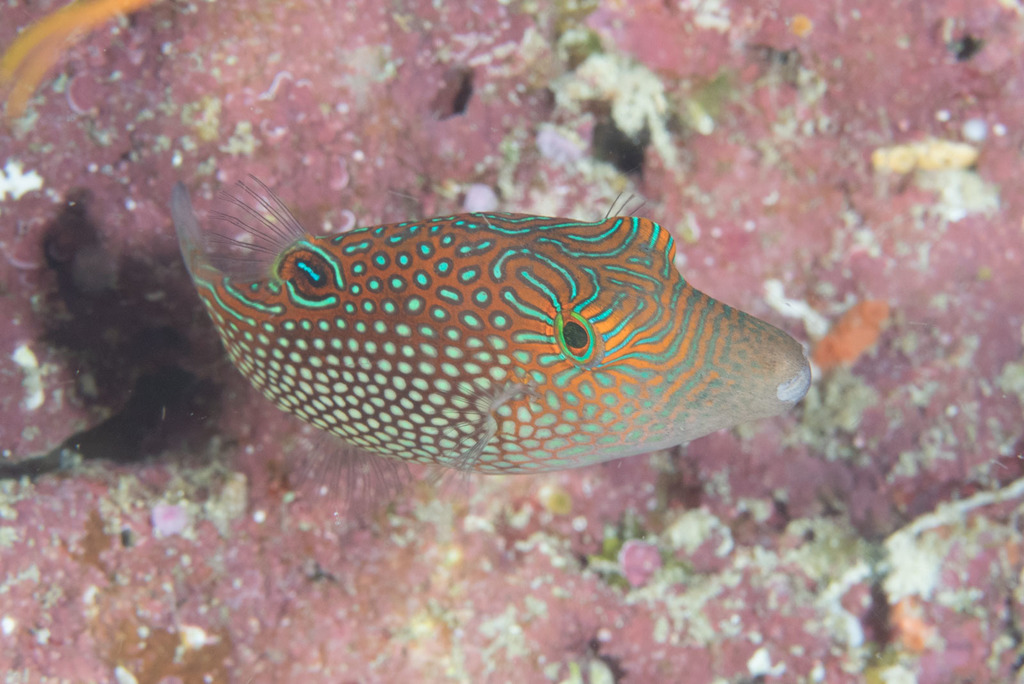 Honeycomb Toby (Canthigaster janthinoptera) - Marine Life Identification