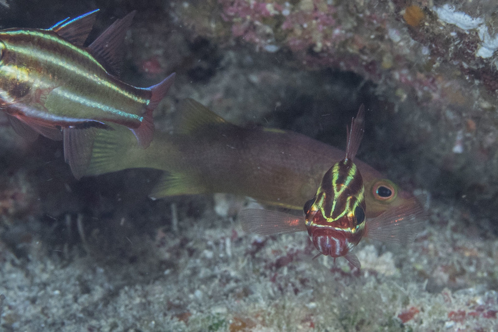 Headband Basslet (Liopropoma mitratum) - Marine Life Identification