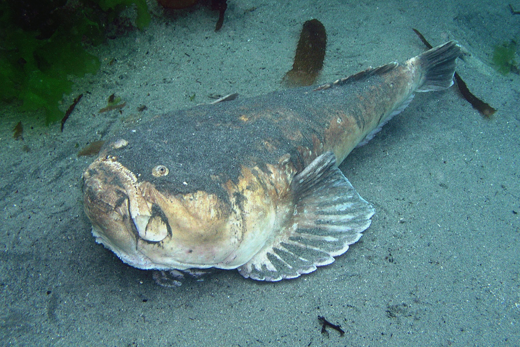 Common Stargazer (Fishes of Port Phillip Bay, Victoria) · iNaturalist