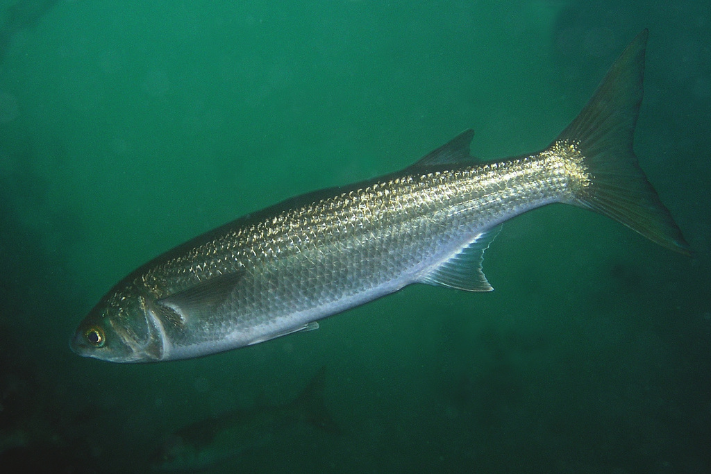 Yelloweye Mullet (Aldrichetta forsteri) - Marine Life Identification