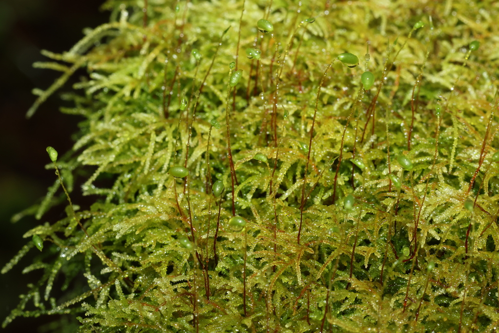 Macrothamnium macrocarpum from ตำบล บ้านหลวง อำเภอจอมทอง เชียงใหม่ ...