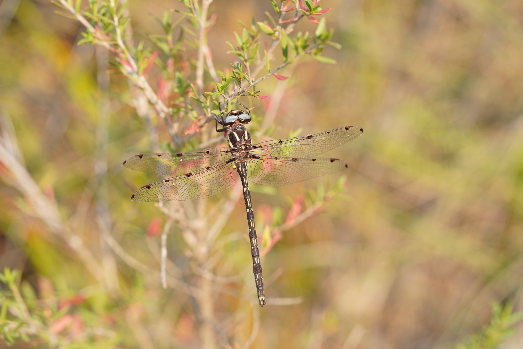 Austropetaliidae