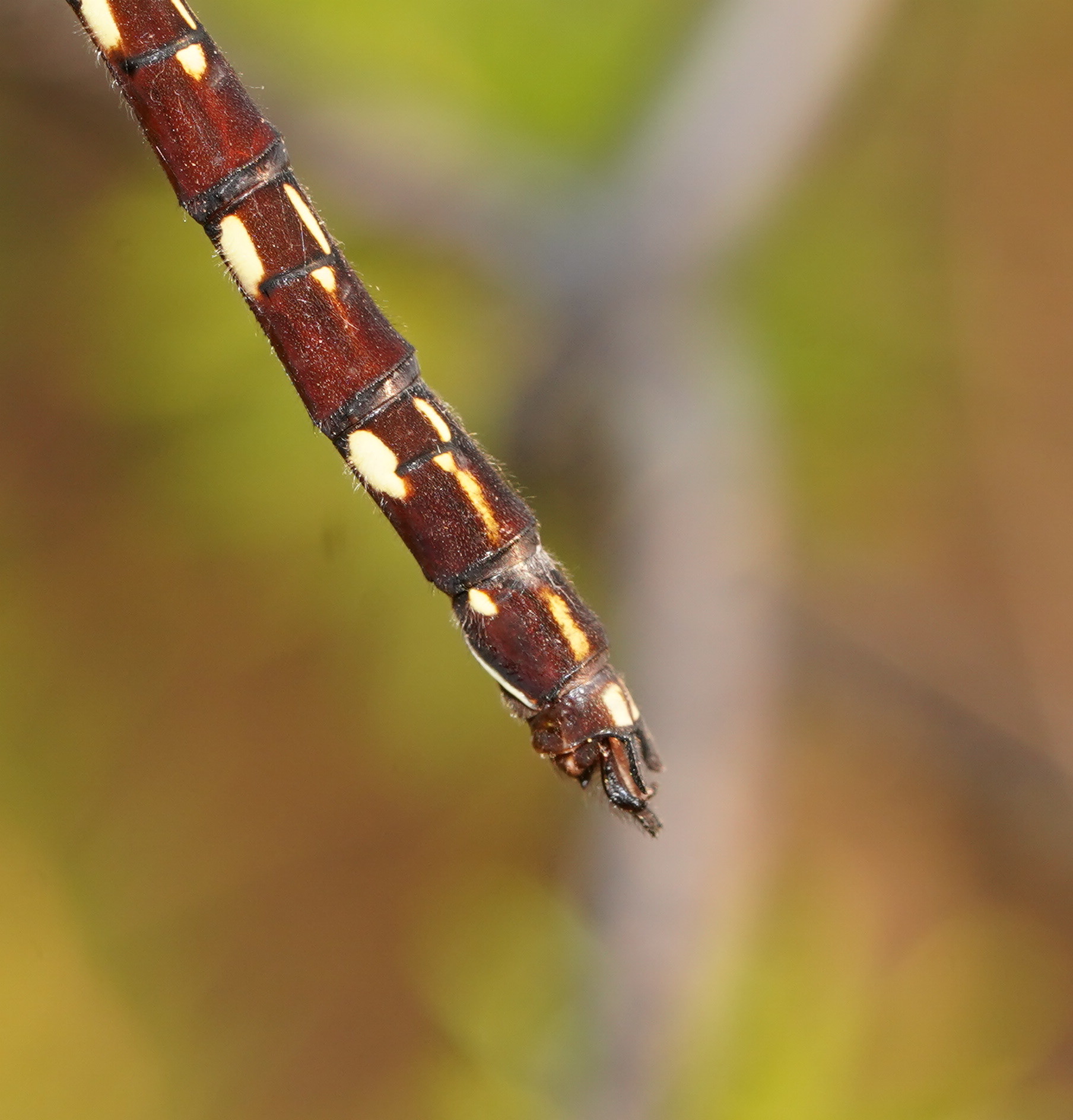 Austropetaliidae