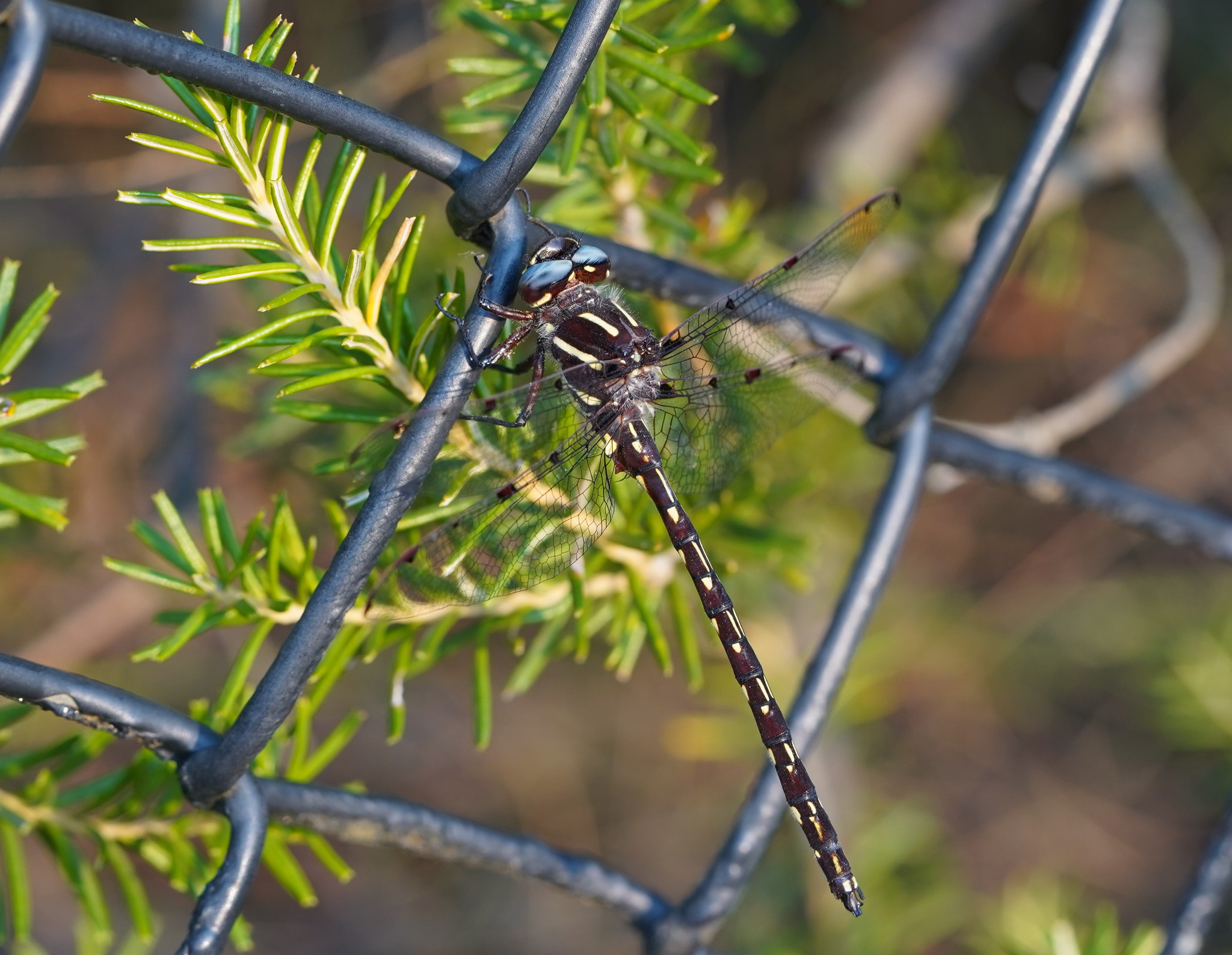 Austropetaliidae