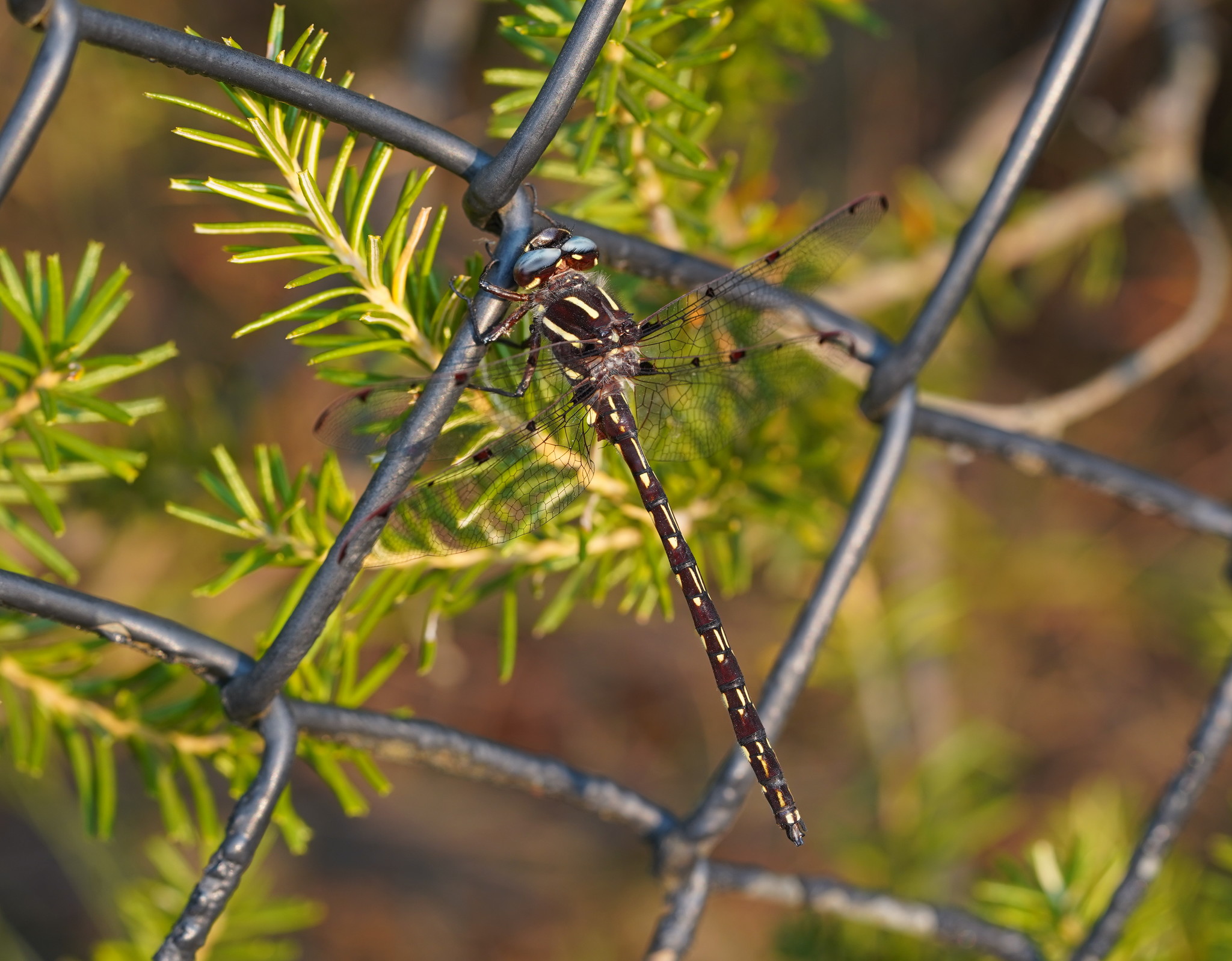Austropetaliidae