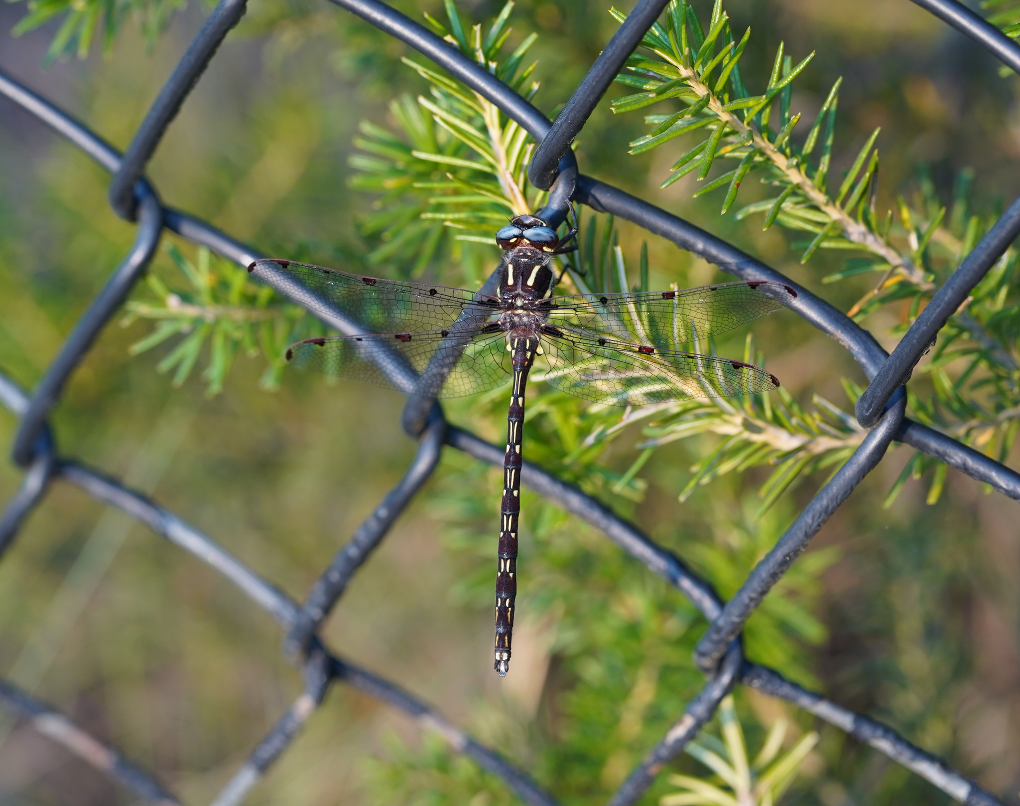 Austropetaliidae