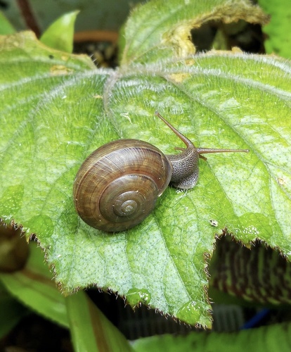 Chloritis deliciosa · iNaturalist Mexico