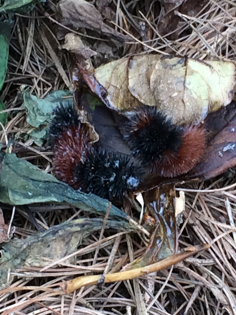 Isabella Tiger Moth in November 2019 by skizzard · iNaturalist