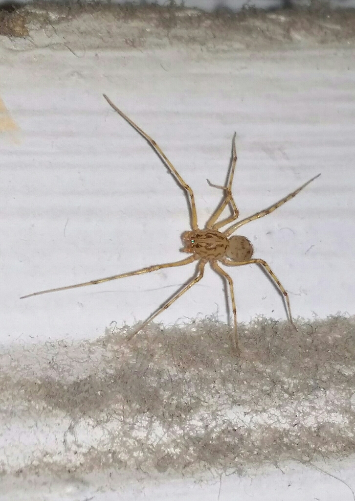 Common Spitting Spider from Ríos Rosas, Madrid, España on November 4 ...