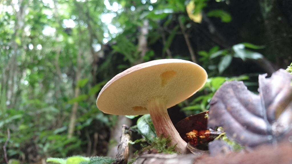 Boletellus from Kinabalu Park, Ranau, Sabah, Malaysia on October 25 ...