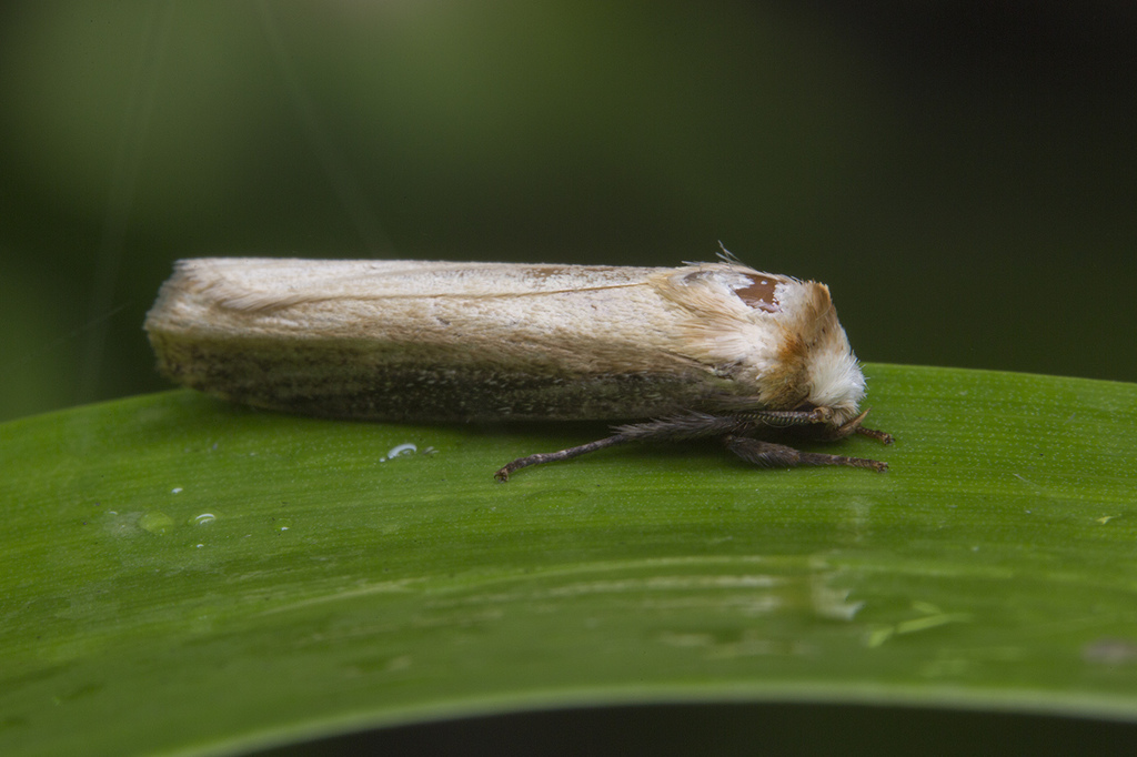Timber Moths from Bukit Fraser, 49000 Bukit Fraser, Pahang, Malaysia on ...