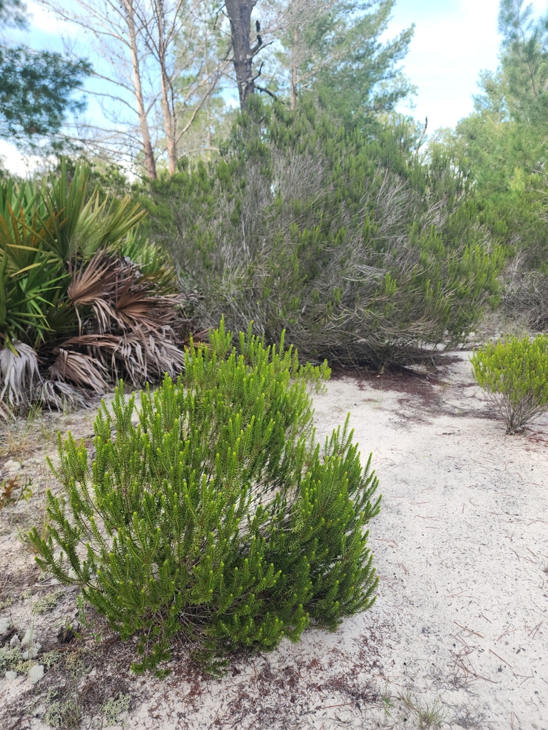 Florida rosemary from Leesburg, FL, USA on August 23, 2025 at 05:57 PM ...