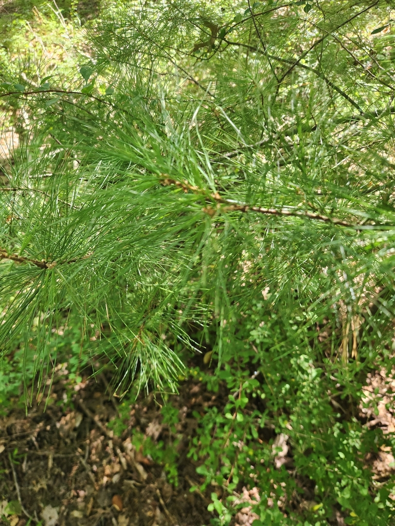 eastern white pine from Saylorsburg, PA 18353, USA on August 25, 2025 ...