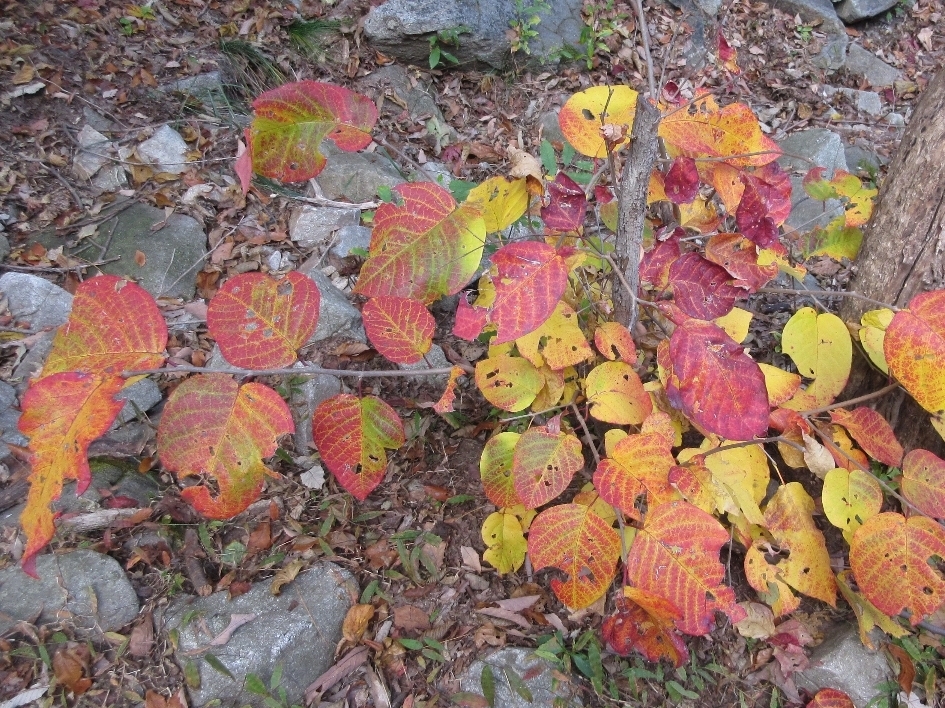 Japanese Tallow Tree (Neoshirakia japonica) - Botanical Realm