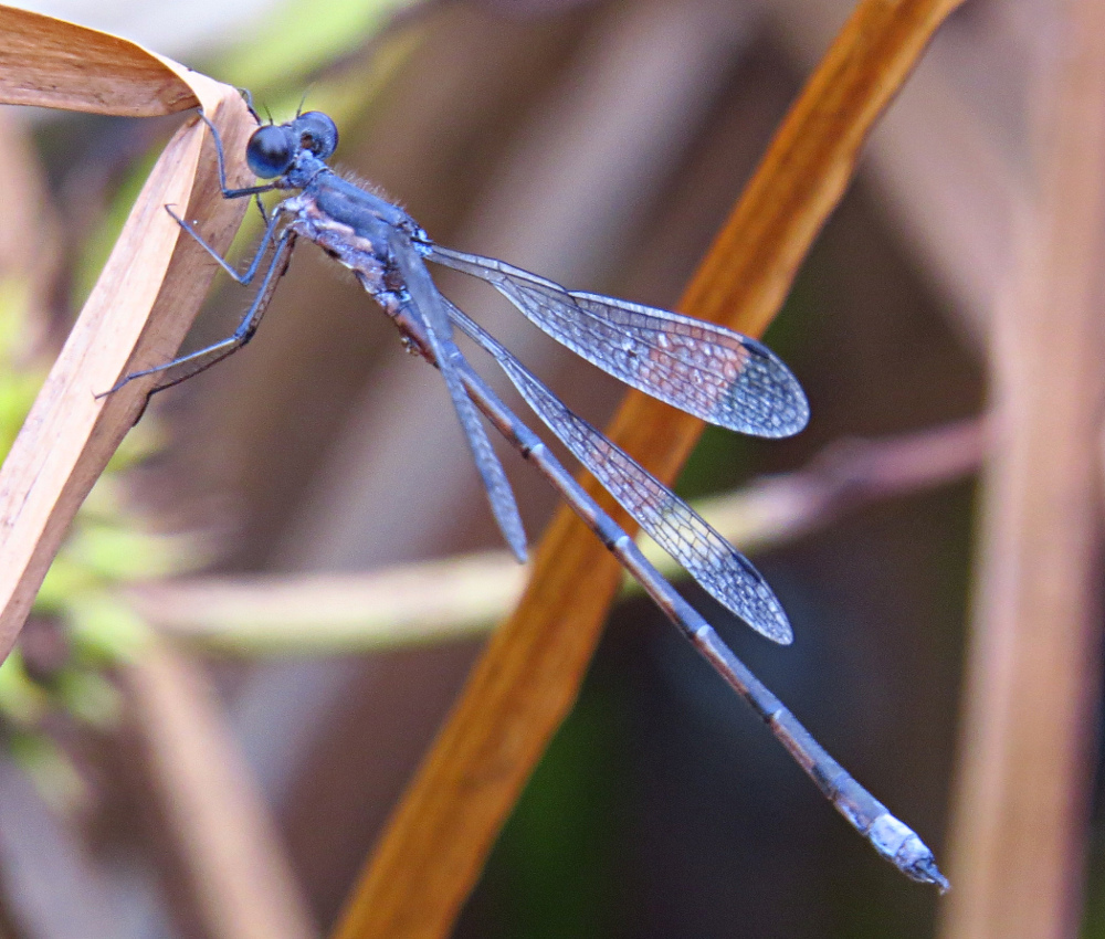 Spotted Spreadwing from Pocologan, NB E5J, Canada on November 05, 2019 ...
