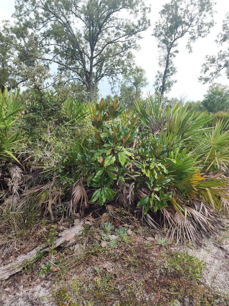 southern magnolia from Leesburg, FL, USA on August 23, 2025 at 06:27 PM ...