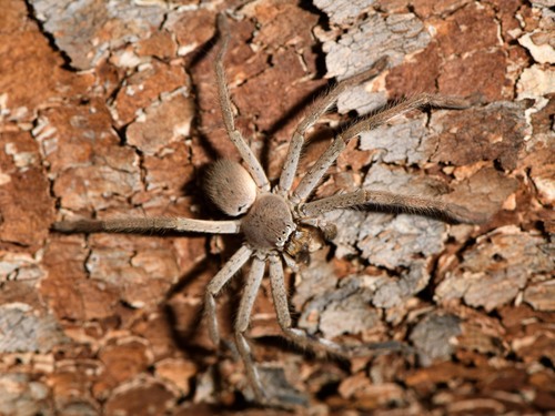 Isopedella gibsandi · iNaturalist