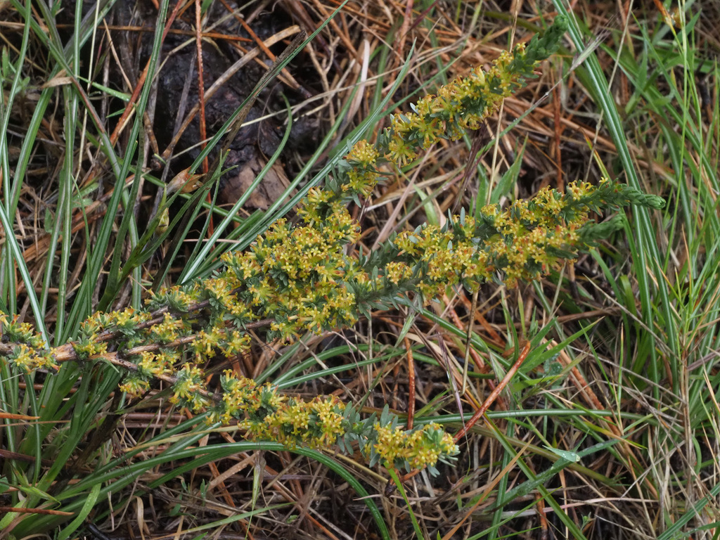 (Thymelaea argentata) - Botanical Realm