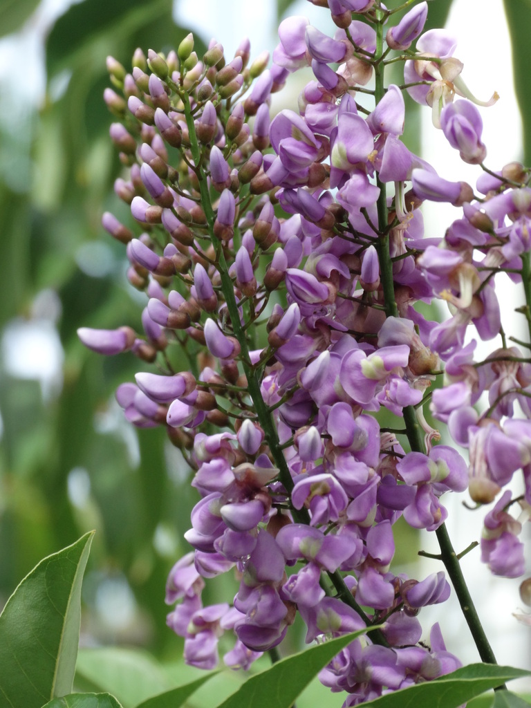 Lonchocarpus longistylus from Chetumal on October 25, 2013 by Carlos ...