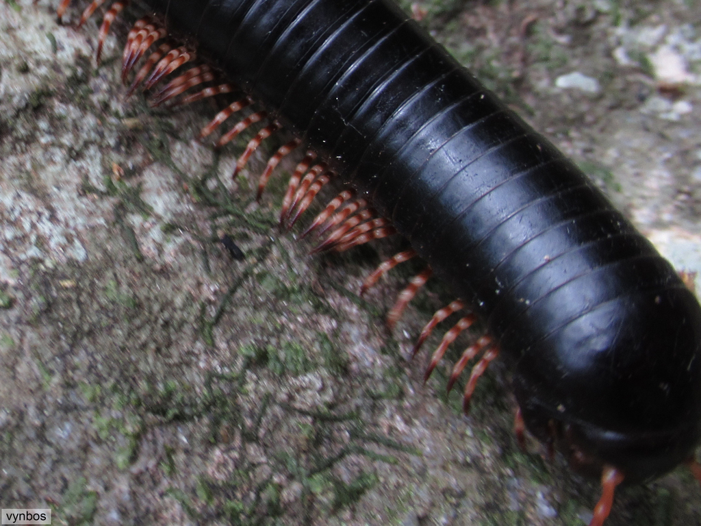 Strong Black Millipede in October 2019 by Chris Vynbos. lovely stripy legs · iNaturalist