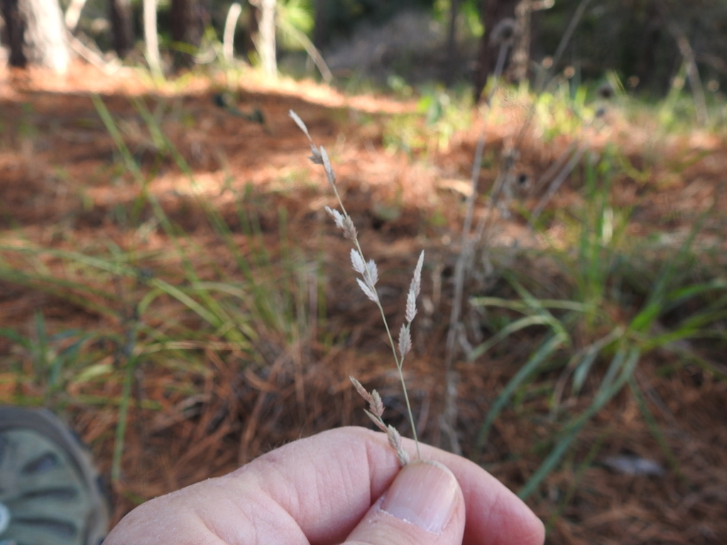 Red Lovegrass from Bastrop County, TX, USA on October 24, 2019 at 08:13 ...