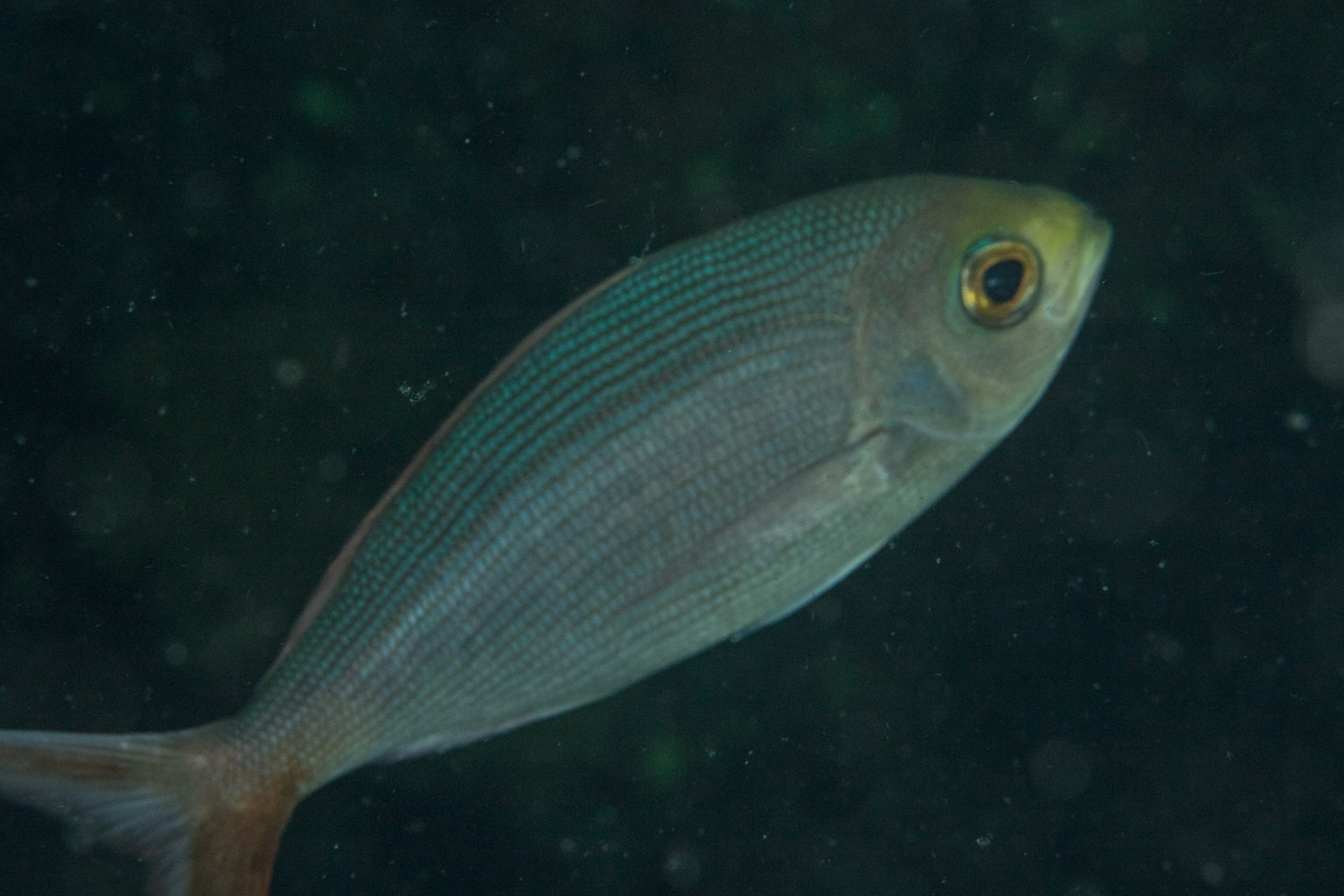 Paracaesio sordida Abe & Shinohara, 1962