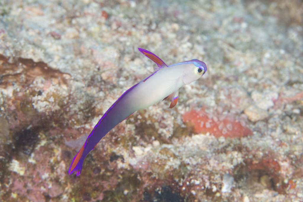 Decorated Dartfish (Nemateleotris decora) - Marine Life Identification