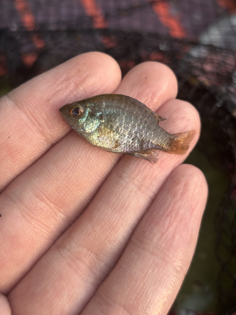 Bantam Sunfish from Robertson County, TX, USA on August 23, 2025 at 07: ...