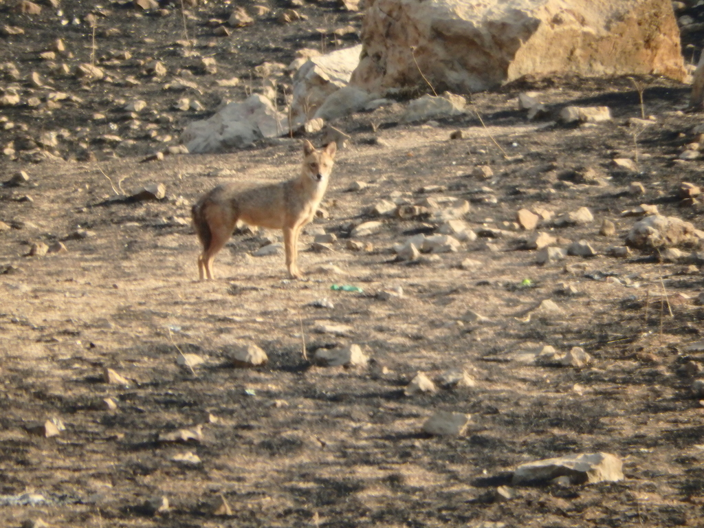 Golden Jackal from Chami Rezan on August 15, 2015 at 07:01 AM by ...
