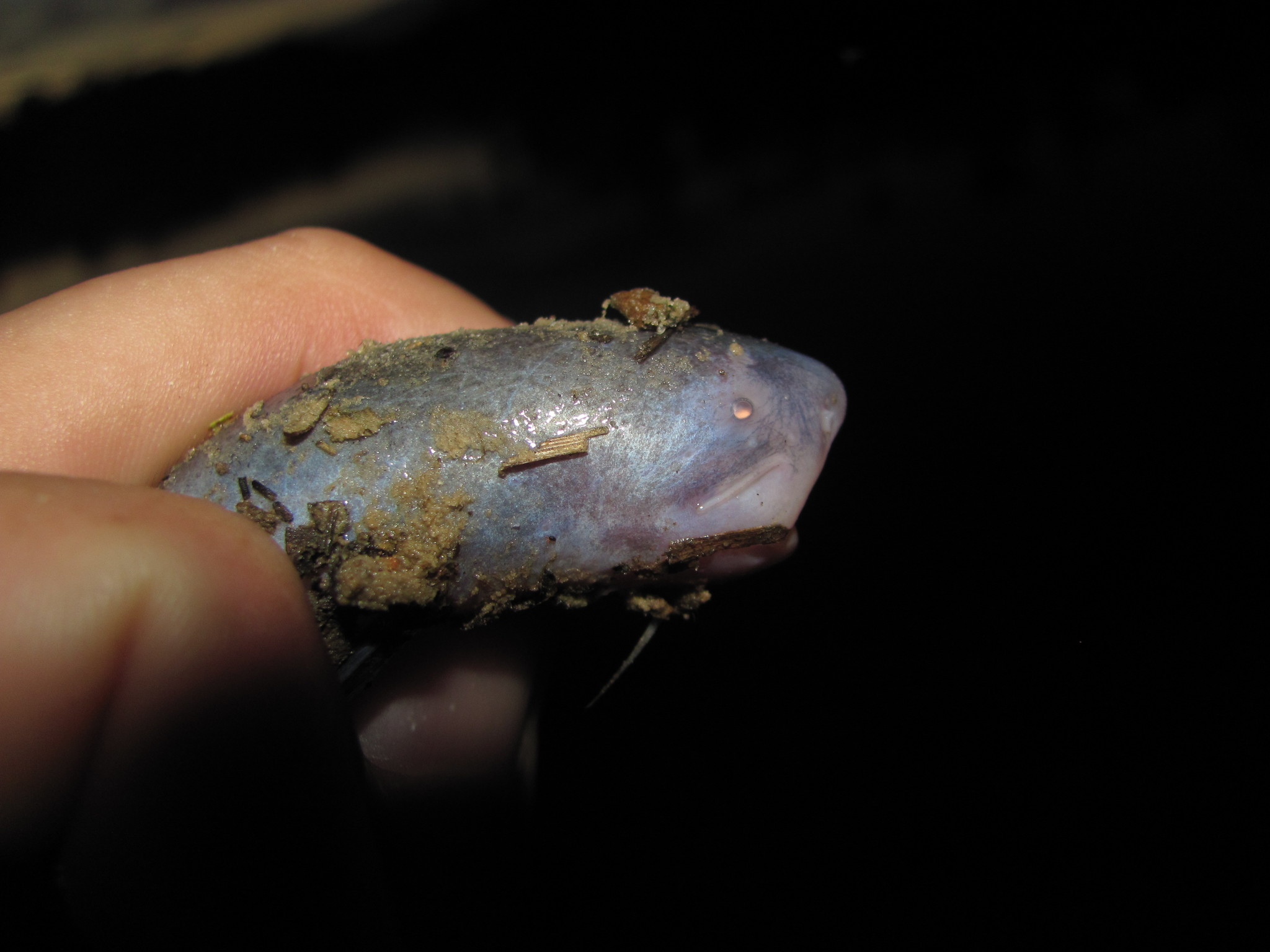 Cetopsis candiru Spix & Agassiz, 1829