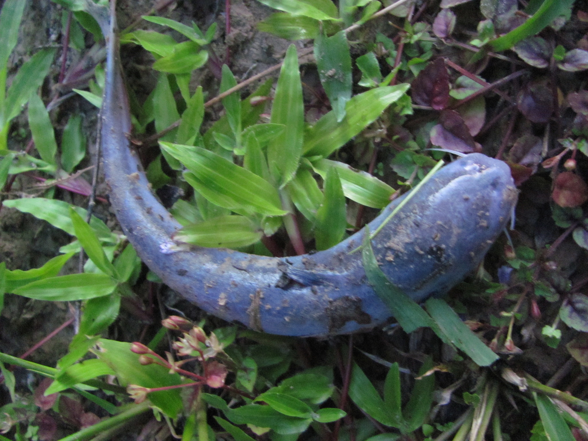 Cetopsis candiru Spix & Agassiz, 1829