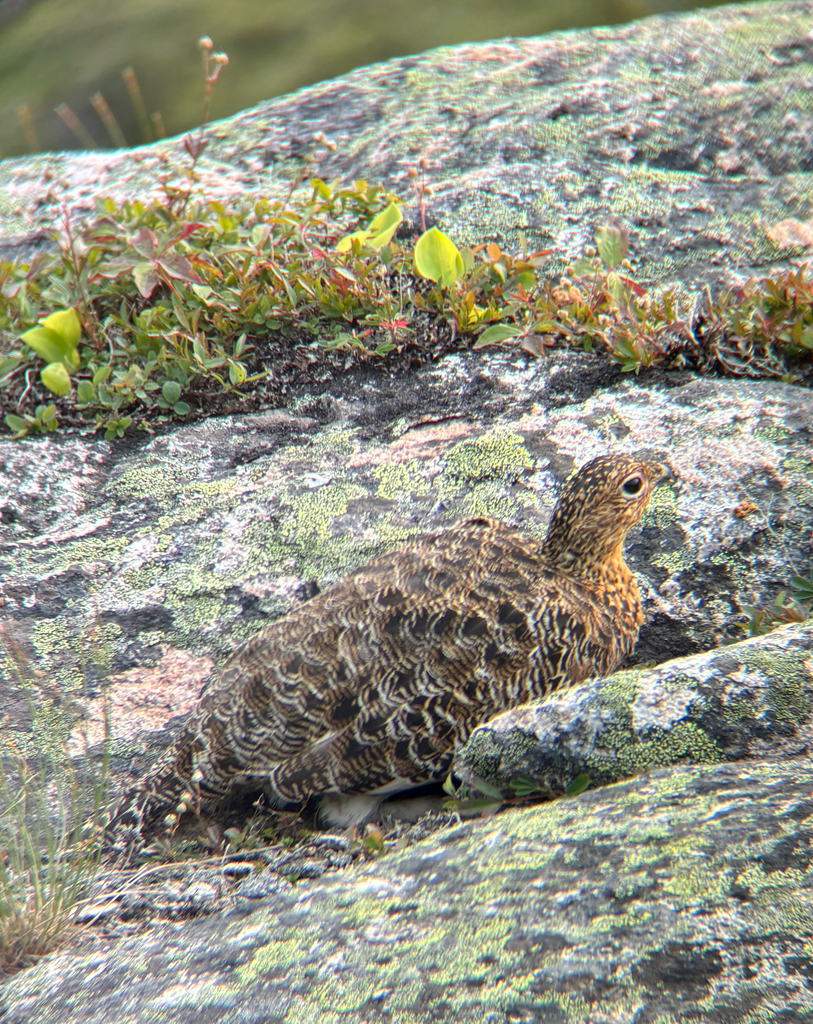Newfoundland Willow Ptarmigan (Lagopus lagopus alleni) - Avian Discovery