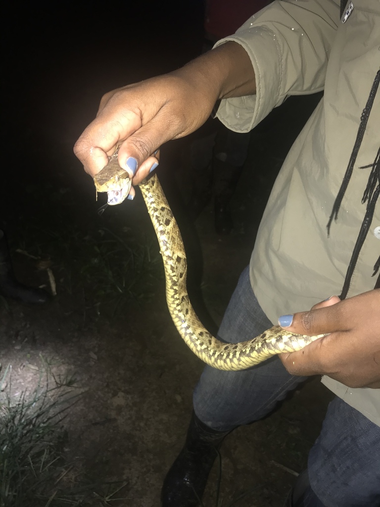 Common Lancehead from Trinidad and Tobago, TT on November 2, 2019 at 08 ...