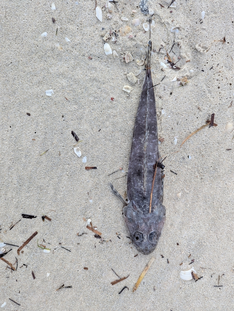 Southern Bluespotted Flathead from Semaphore South SA 5019, Australia ...