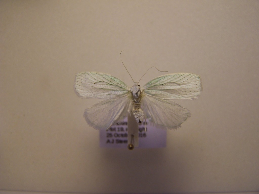 Tarata Flat Moth (Micro-Moths of New Zealand's Kauri Kingdom) · iNaturalist