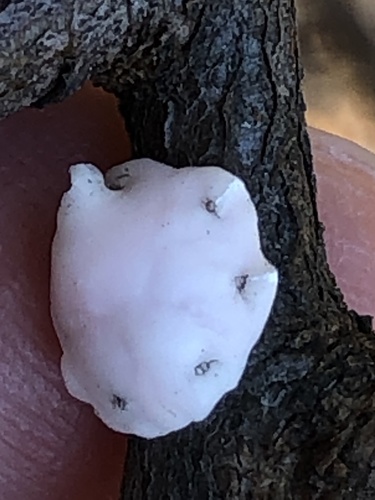 Indian Wax Scale (Ceroplastes ceriferus)