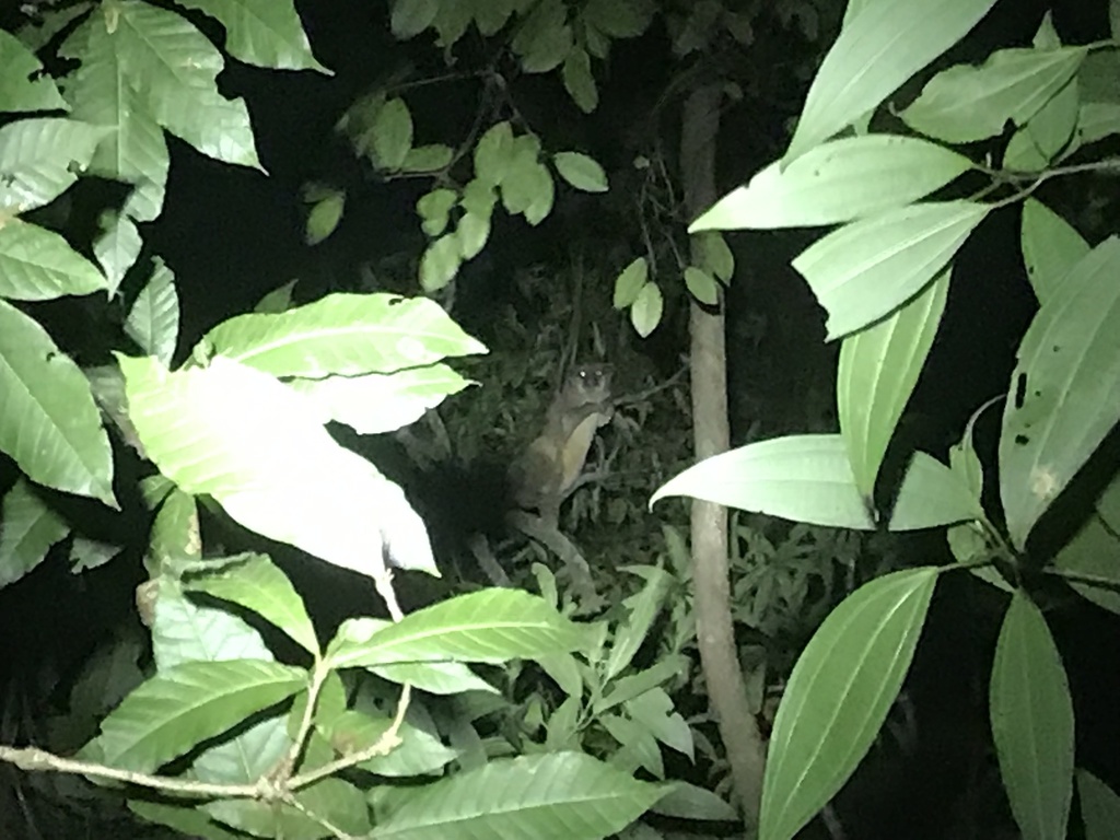 Northern Olingo from Uyuca Biological Reserve, San Antonio De Oriente ...